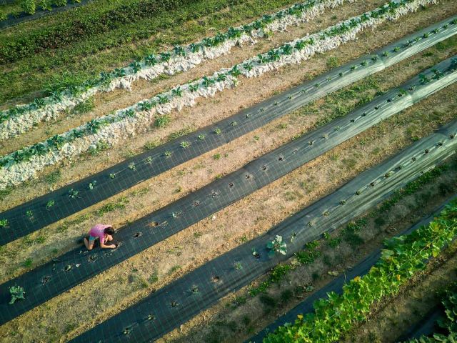 🌱 Agricultura regenerativă: o soluție durabilă pentru soluri sănătoase ...