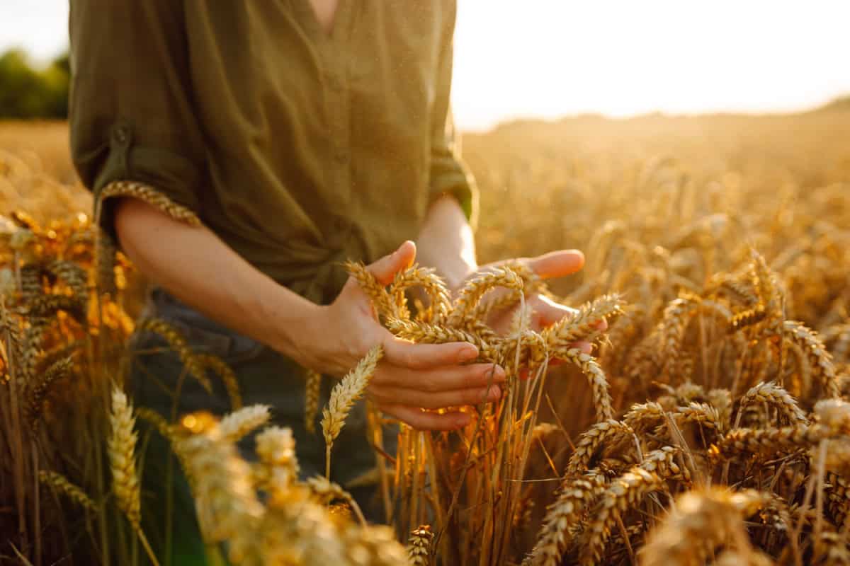 Semănatul și cultivarea grâului: când se seamănă și care sunt etapele ...